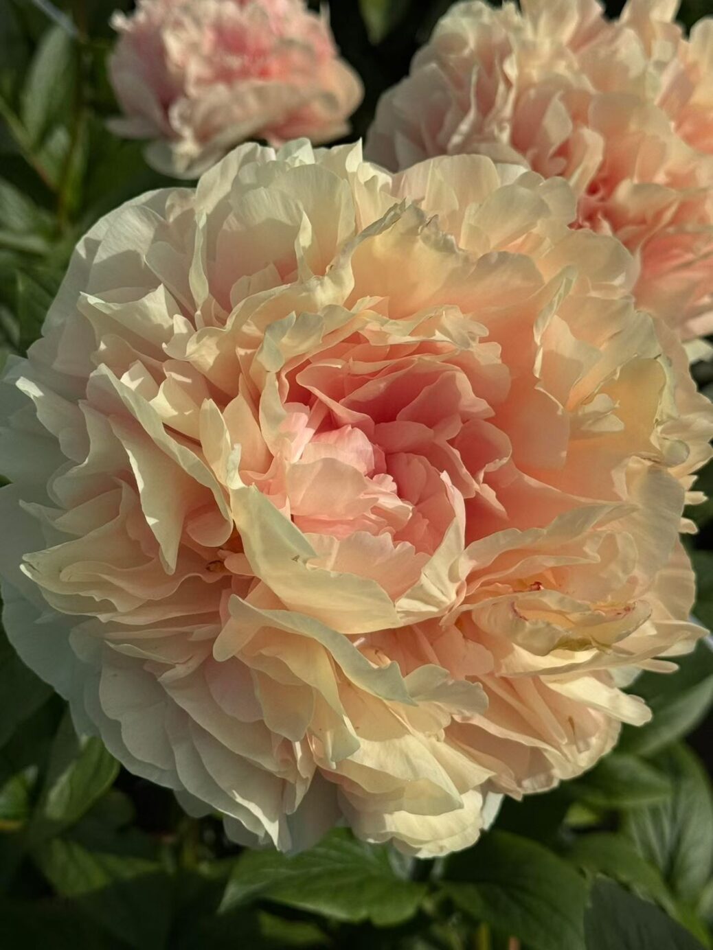 Peony Hybridizers: Scholten Joshua and Jeremy – The Peony Society