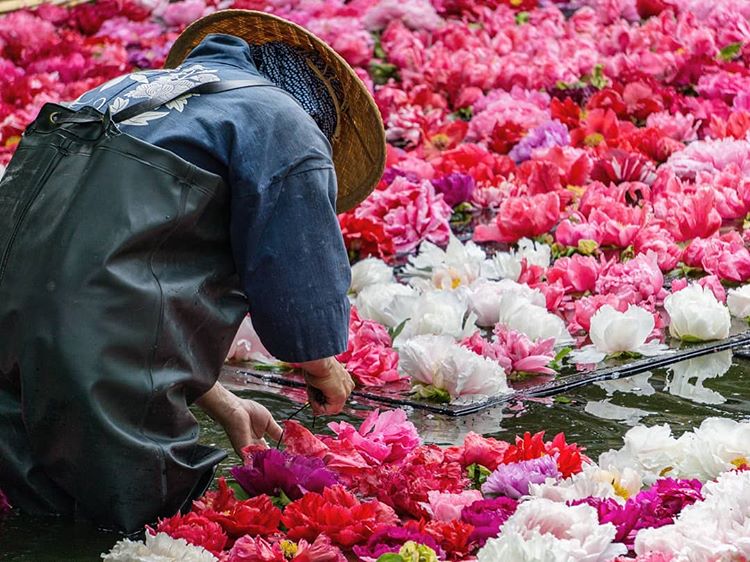 shin_ma_com – The Peony Society