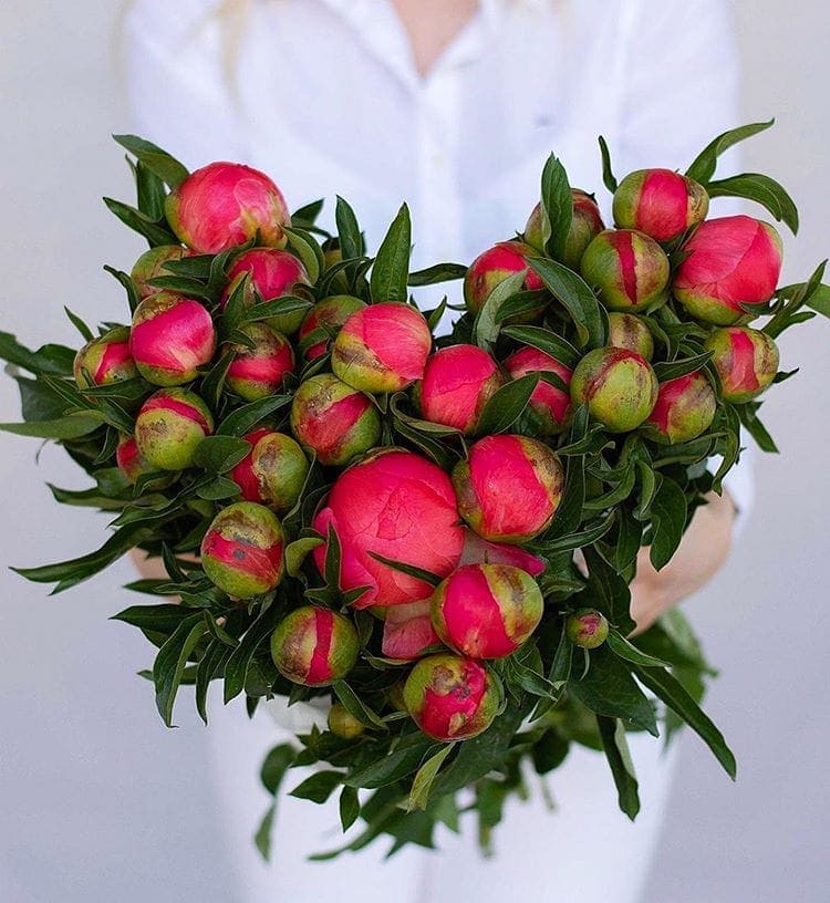 zelenya nedelya – The Peony Society