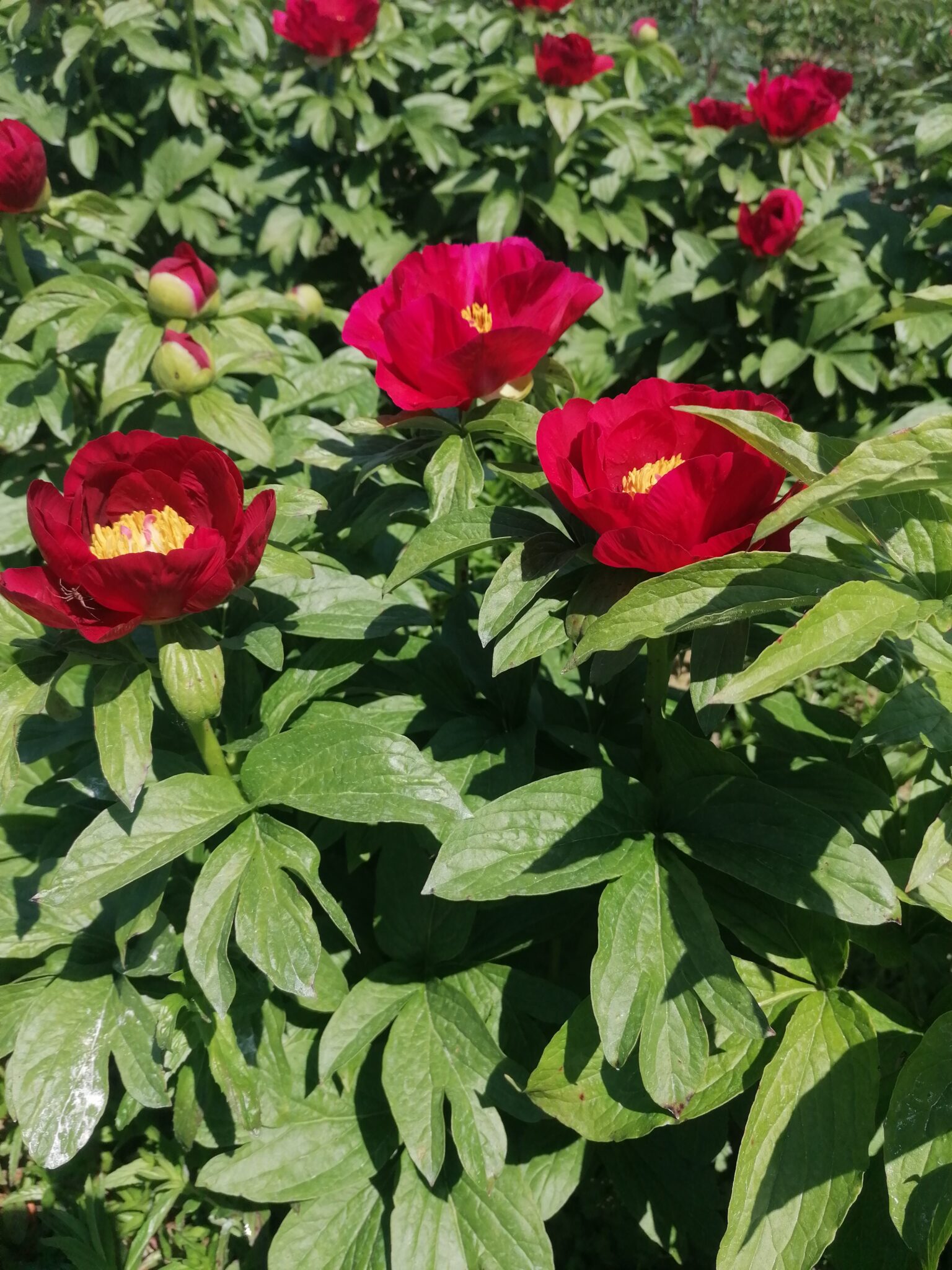 Peony Hybridizers: Miely Michael – The Peony Society