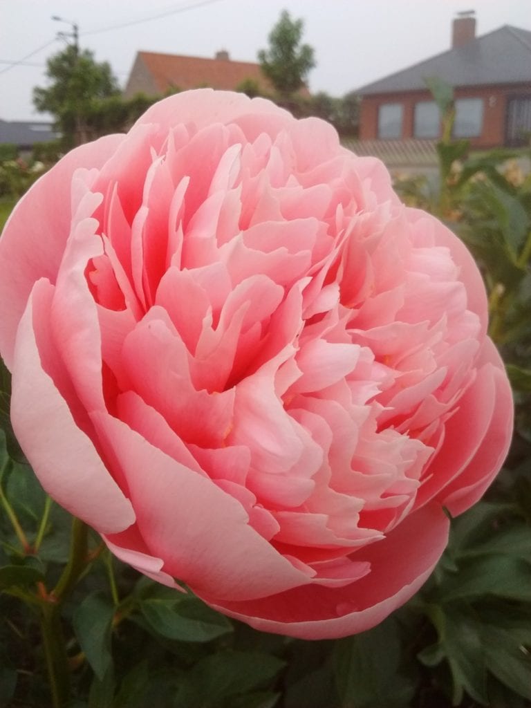 etched salmon – The Peony Society