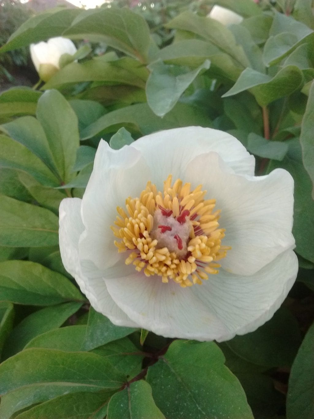 Paeonia mascula subsp. hellenica – The Peony Society