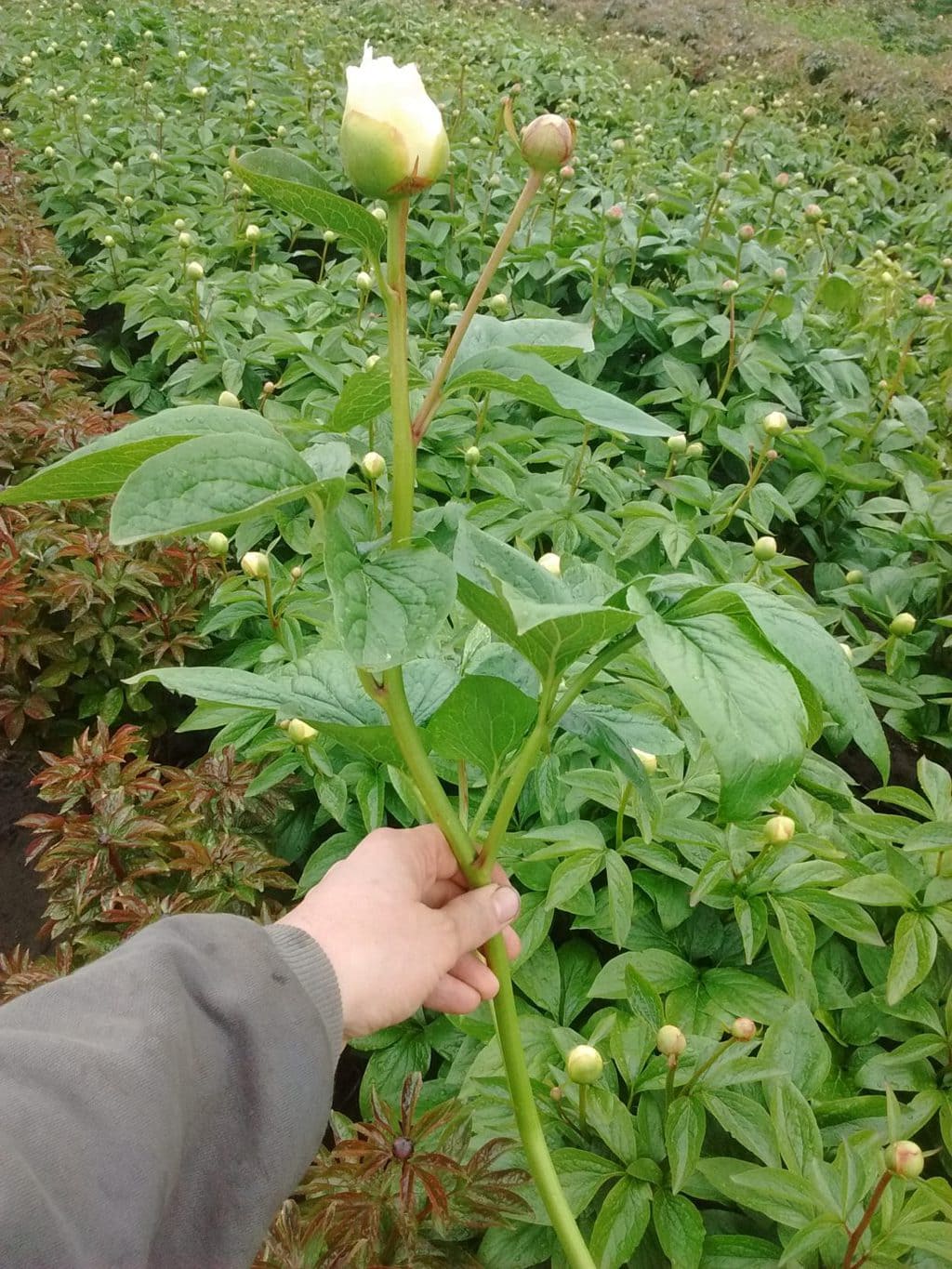 Grand Massive – The Peony Society