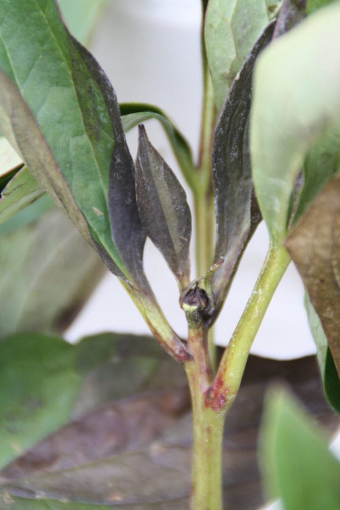 Foliar nematodes in peonies – The Peony Society