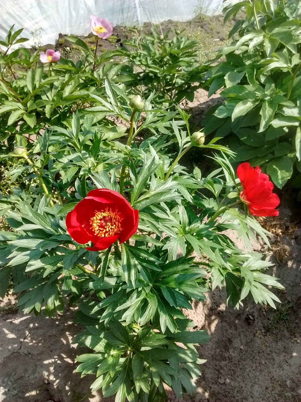 Red Windflower – The Peony Society