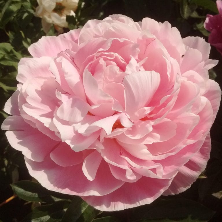 A mutation from Rozella – The Peony Society