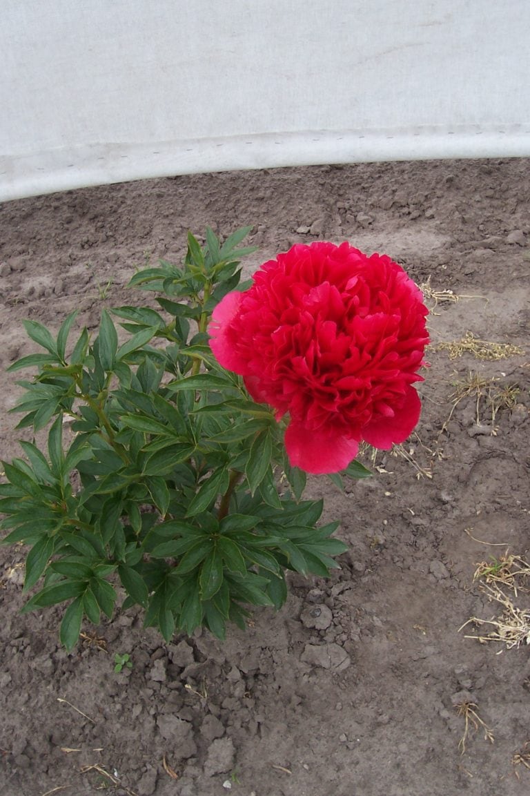 Command Performance – The Peony Society