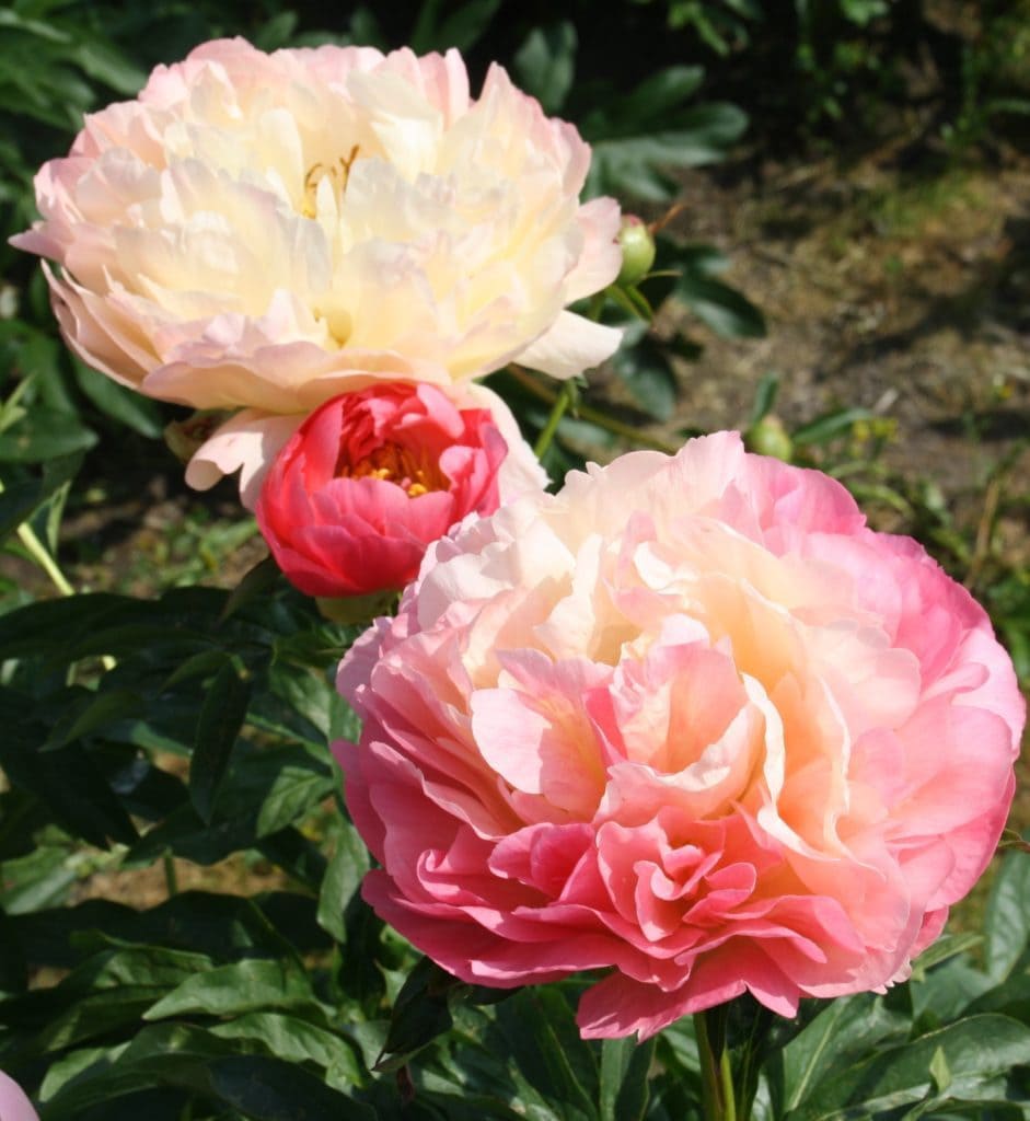Peonies in warm climates. – The Peony Society