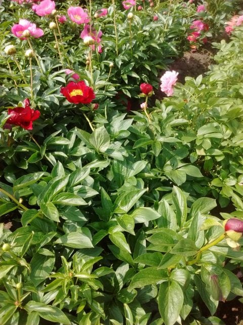 crimson classic2 – The Peony Society