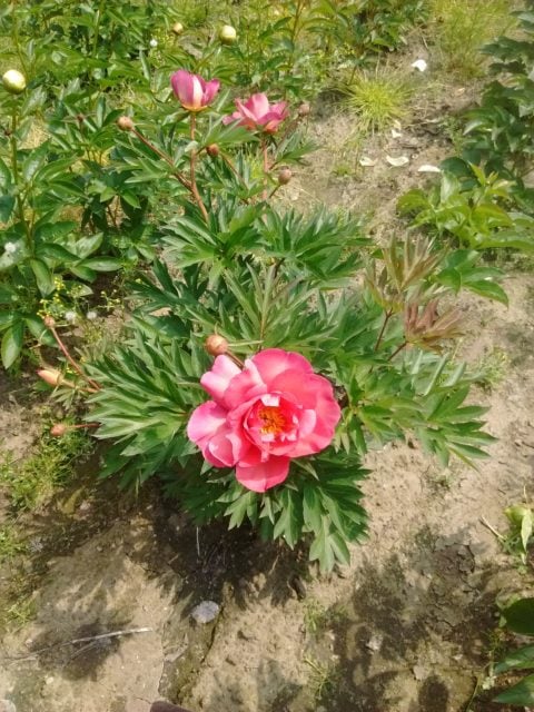 new millennium2 – The Peony Society