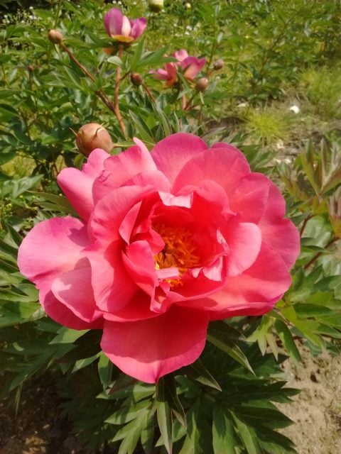 new millennium3 – The Peony Society