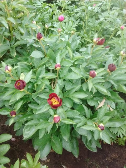 night watch3 – The Peony Society