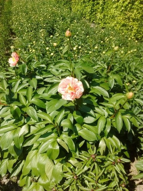 triphena parkin2 – The Peony Society