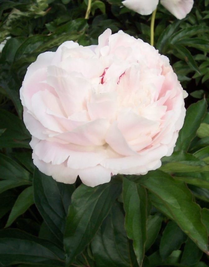 The best place to plant peonies – The Peony Society