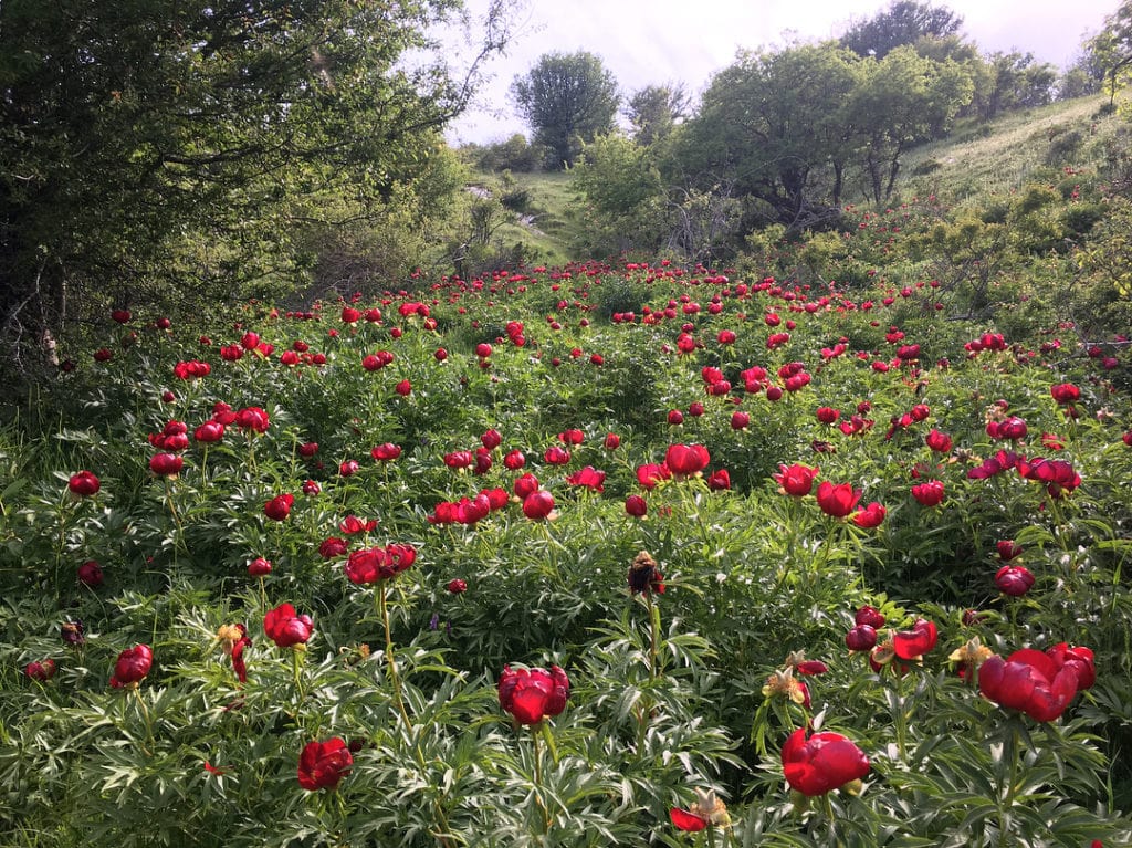 The best Paeonia species – The Peony Society