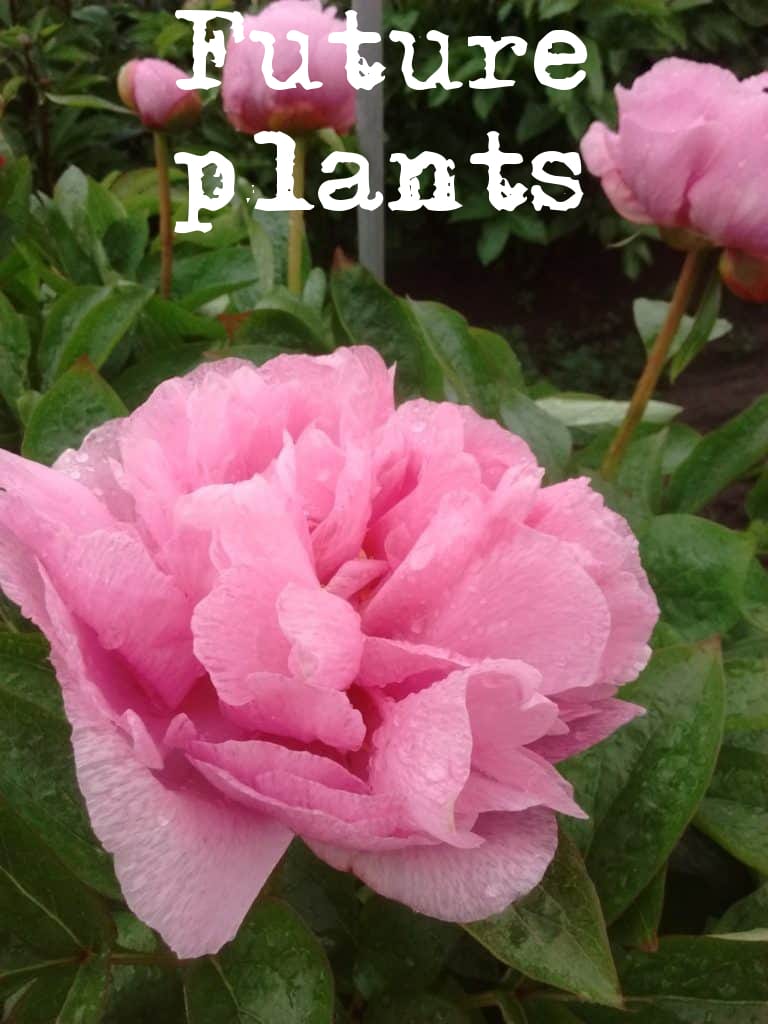 future plants – The Peony Society