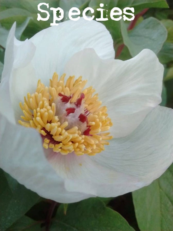 species – The Peony Society