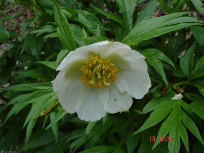 Paeonia sterniana – The Peony Society
