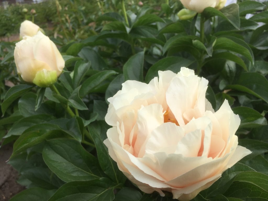 Just Peachy – The Peony Society