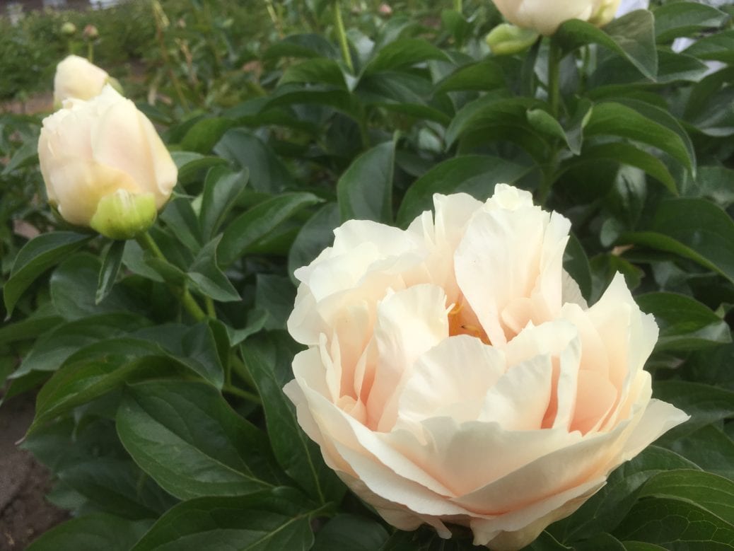 Just Peachy – The Peony Society