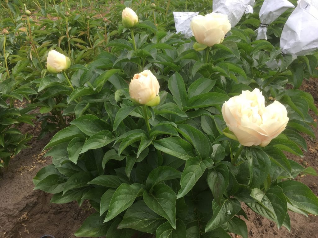 Just Peachy – The Peony Society