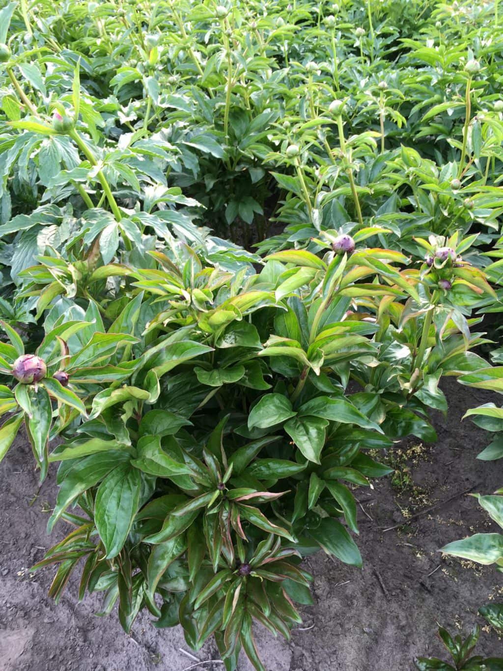 Season’s overview 2018 – The Peony Society