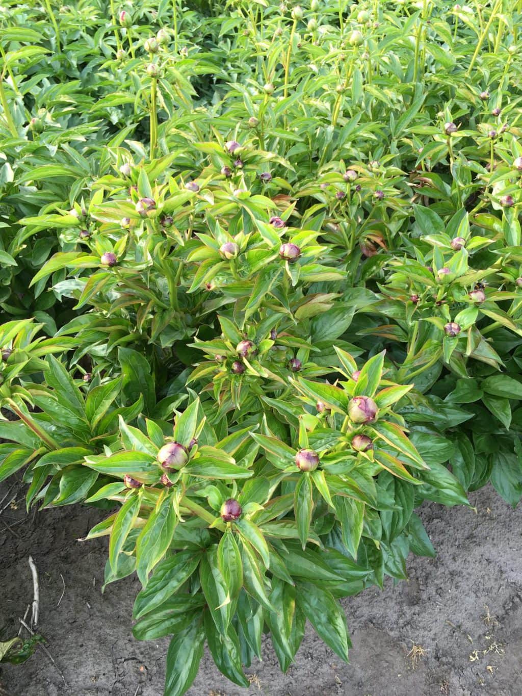 Season’s overview 2018 – The Peony Society