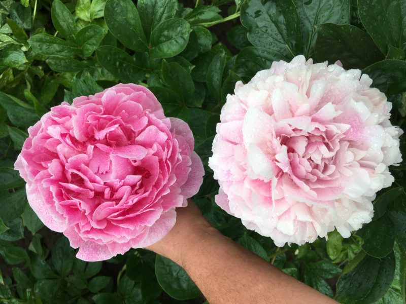 The Fawn – The Peony Society