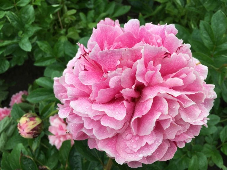 The Fawn – The Peony Society