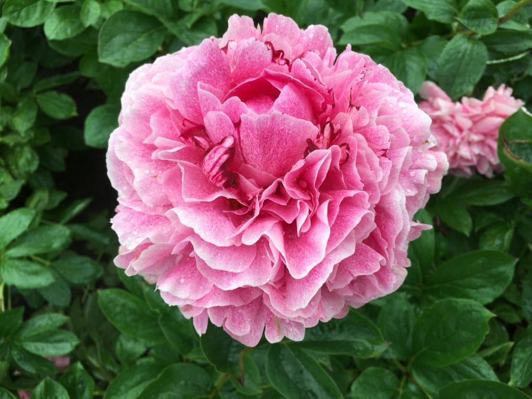 The Fawn – The Peony Society