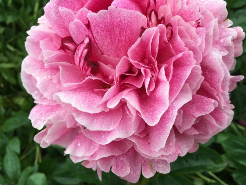 The Fawn – The Peony Society