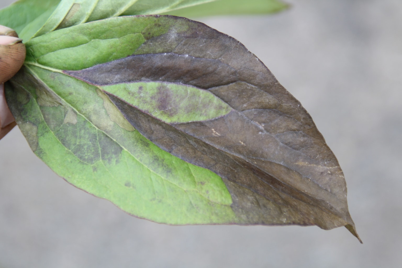 leaf nematodes – The Peony Society