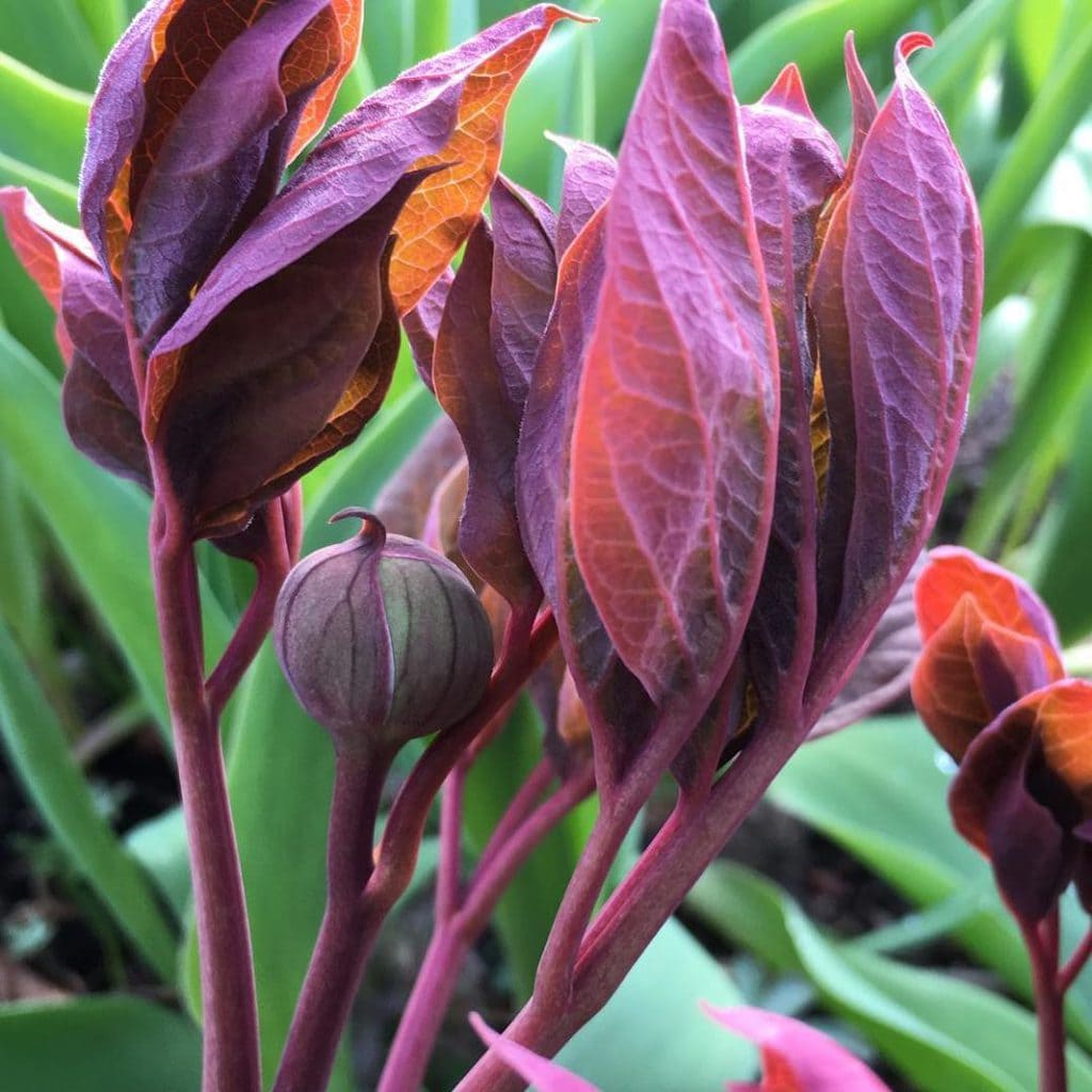 Eva Johansson – The Peony Society