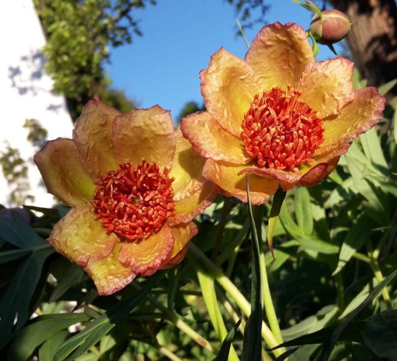 The best Paeonia species – The Peony Society