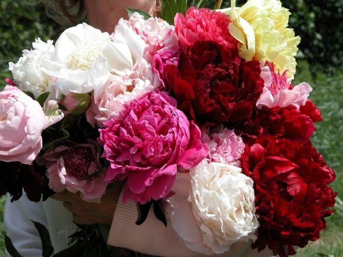 Pivoines Capano – The Peony Society