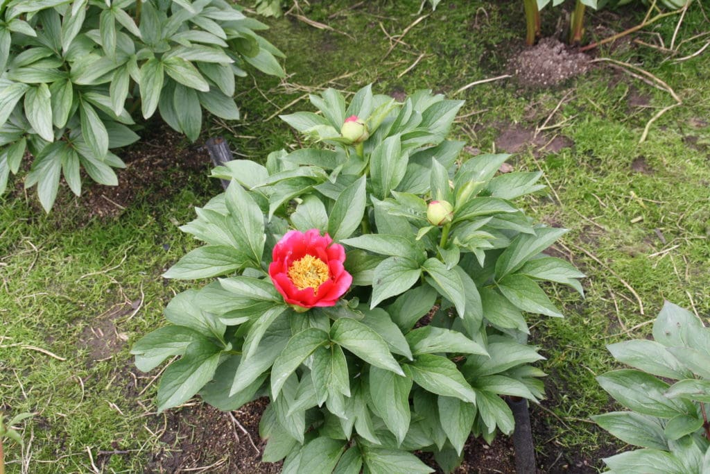 The purest red colors – The Peony Society