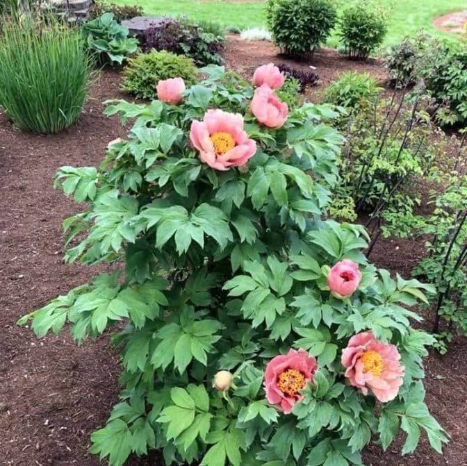 adelman – The Peony Society