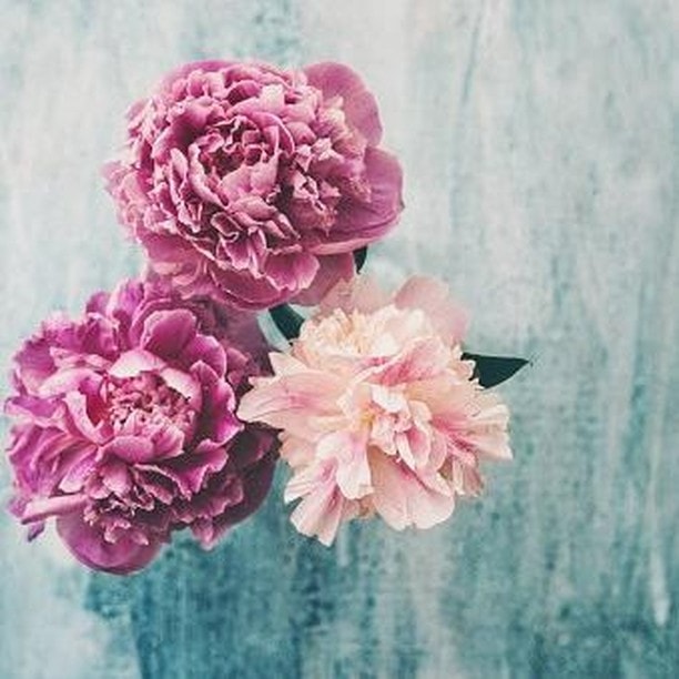 douxgood – The Peony Society