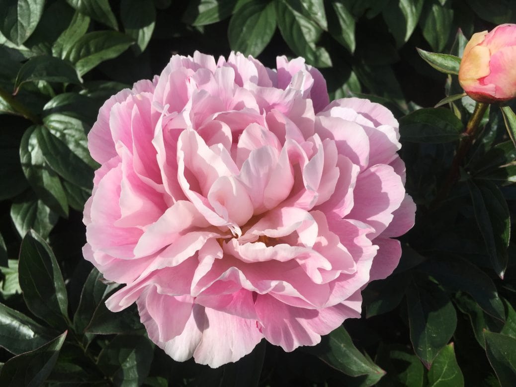 That pale Rozella mutation, an update – The Peony Society