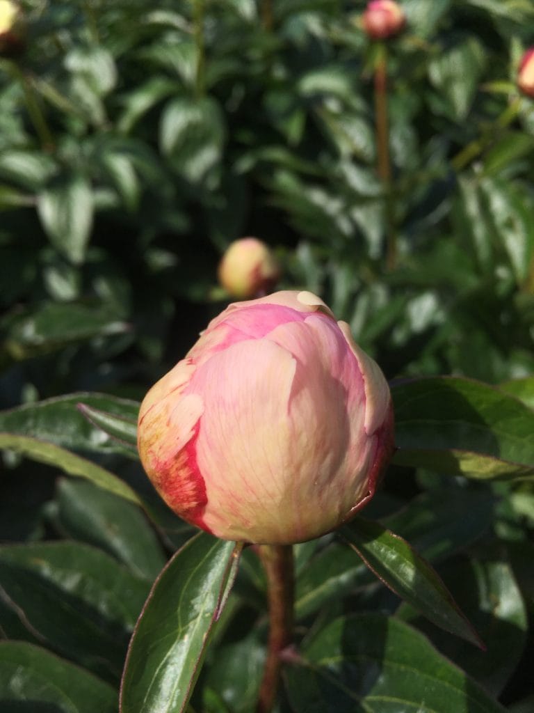 That pale Rozella mutation, an update – The Peony Society