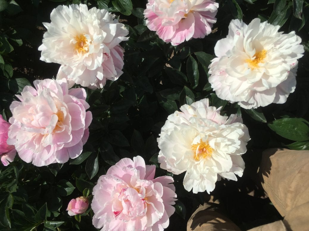 That pale Rozella mutation, an update – The Peony Society