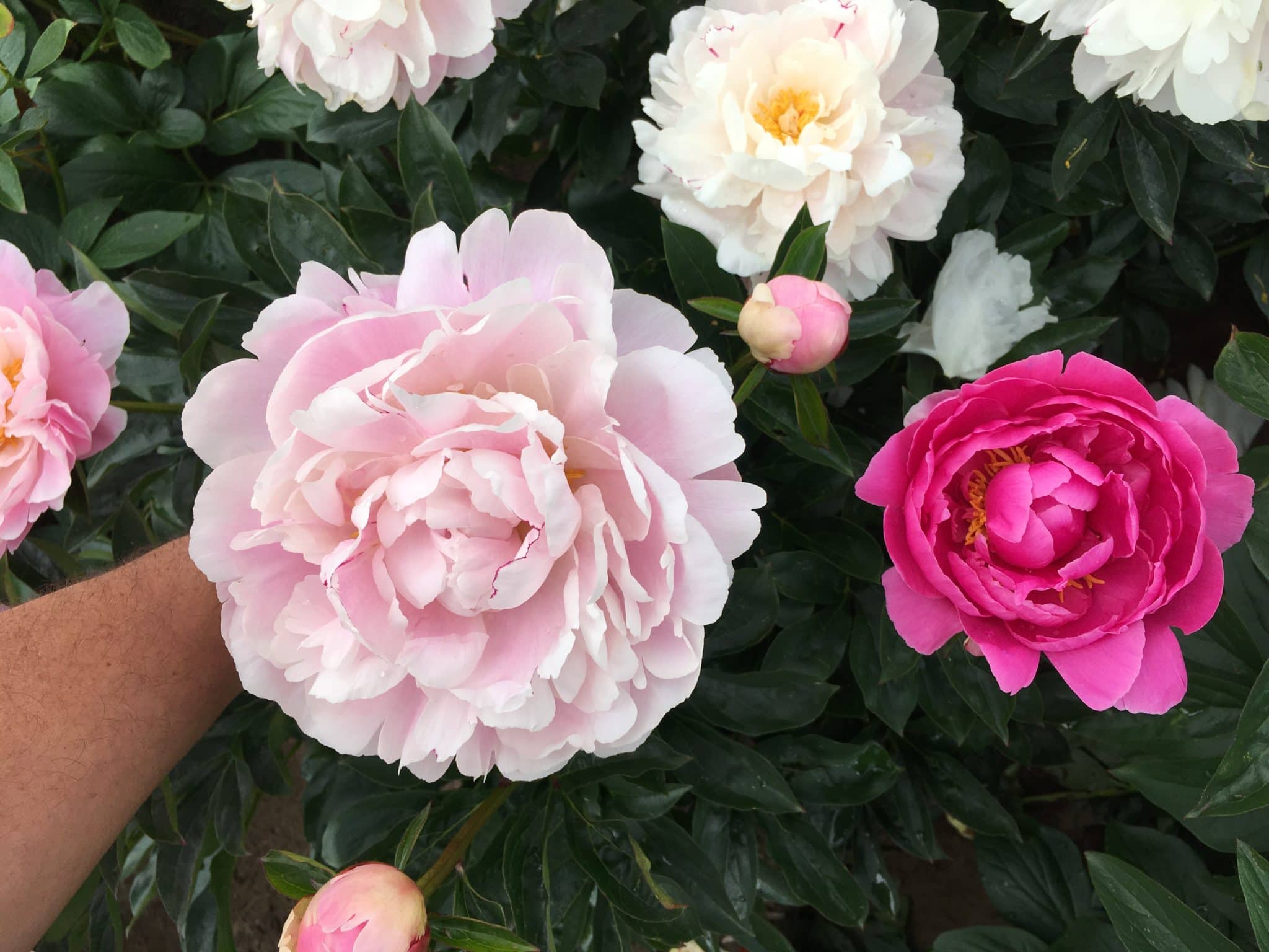 That pale Rozella mutation, an update – The Peony Society