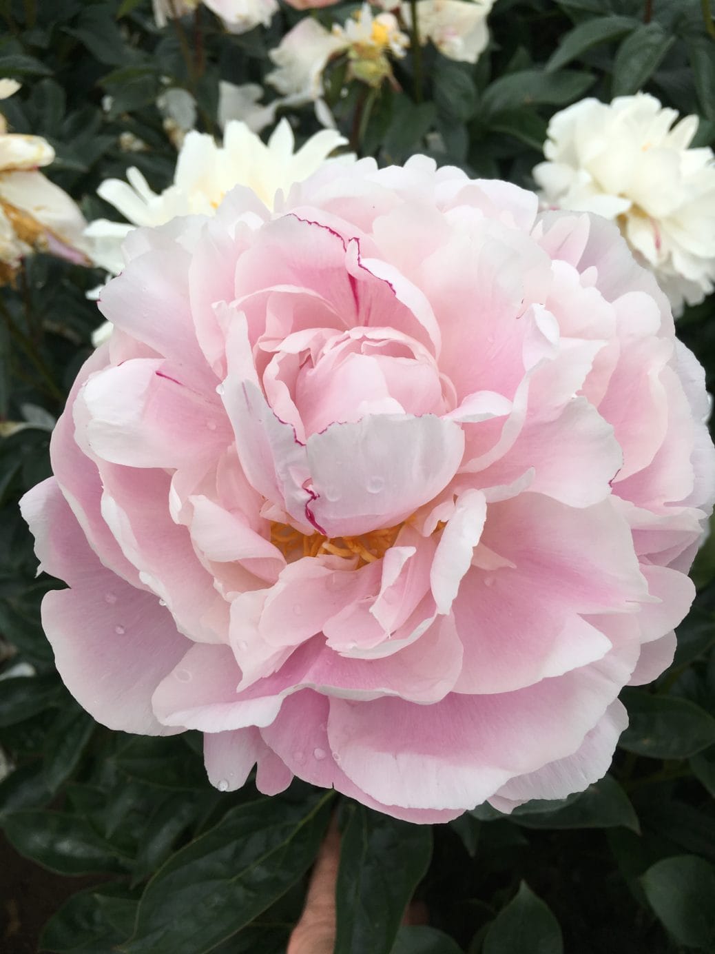 That pale Rozella mutation, an update – The Peony Society