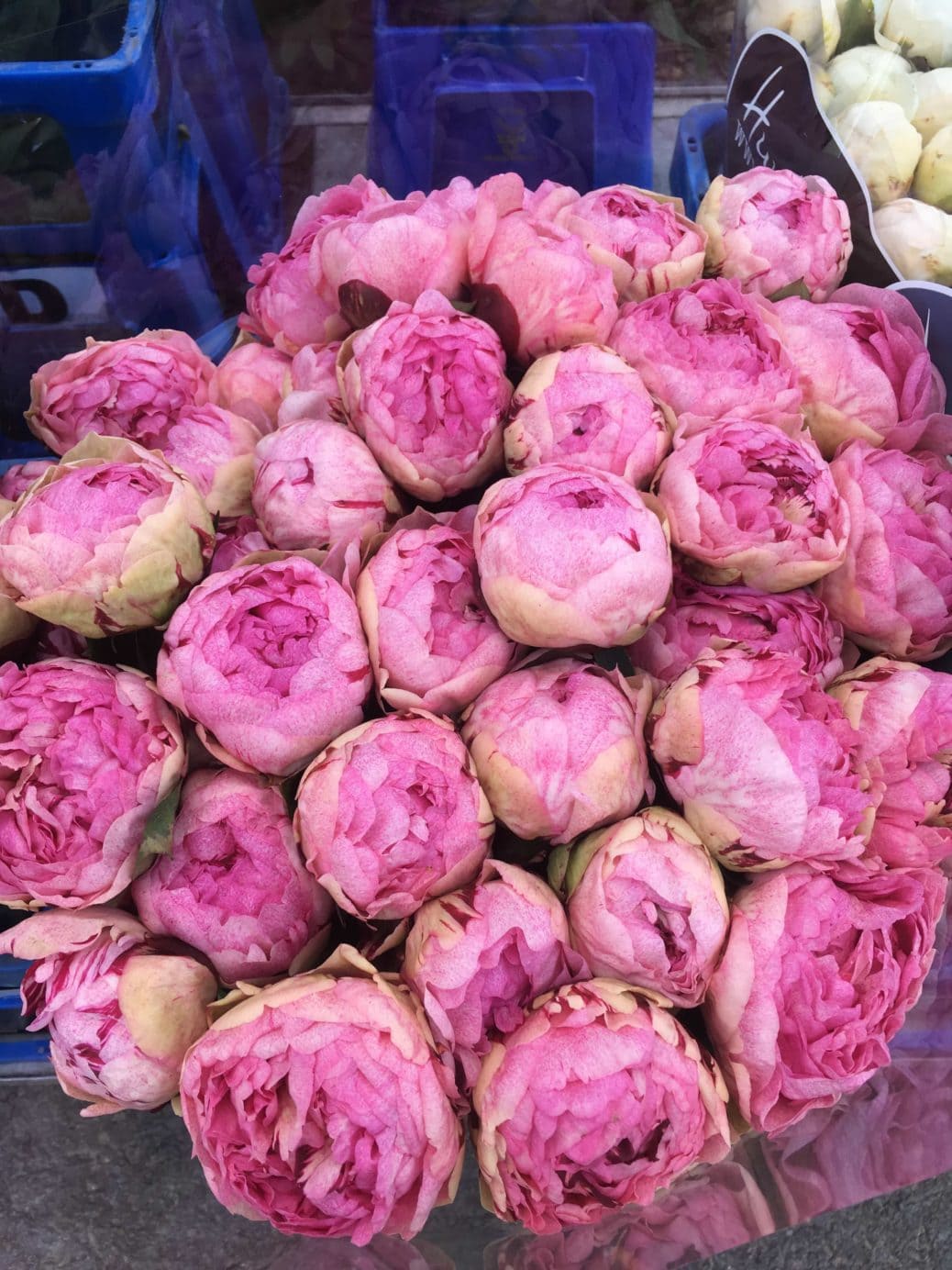 A battle of equals – The Peony Society