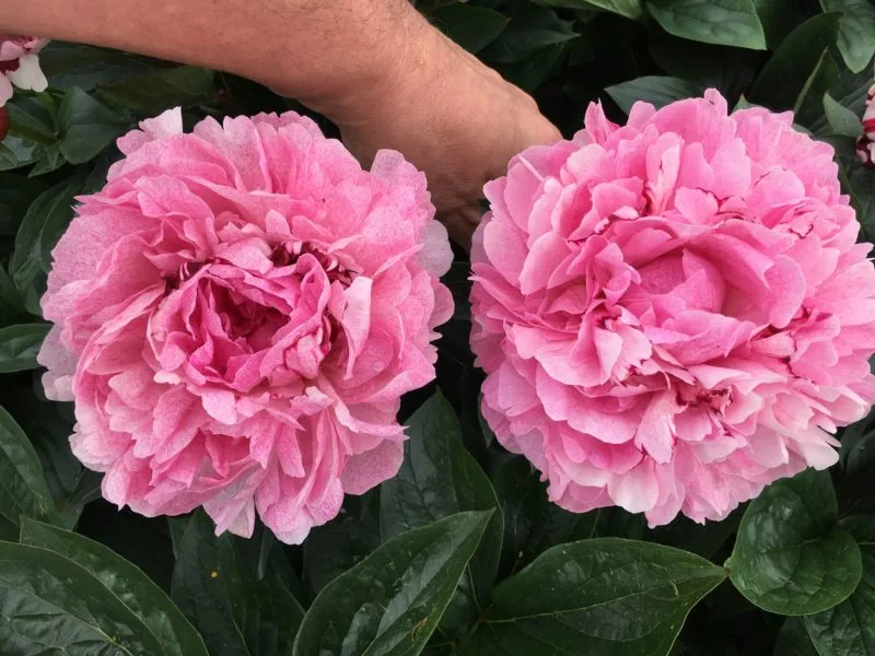 What Do Peonies Smell Like? - A Garden Diary