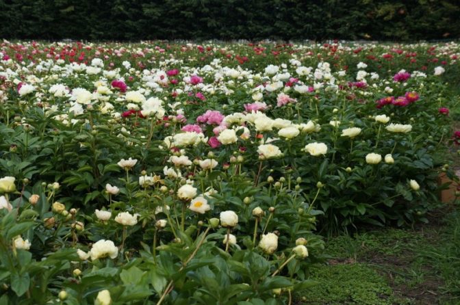 Peony breeding philosophy – The Peony Society