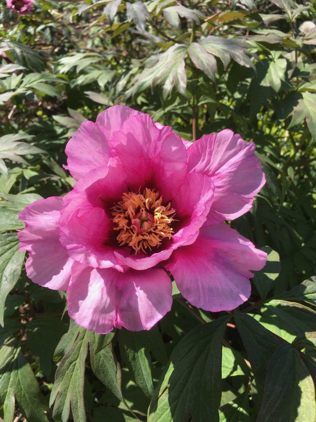 Peony breeding philosophy – The Peony Society