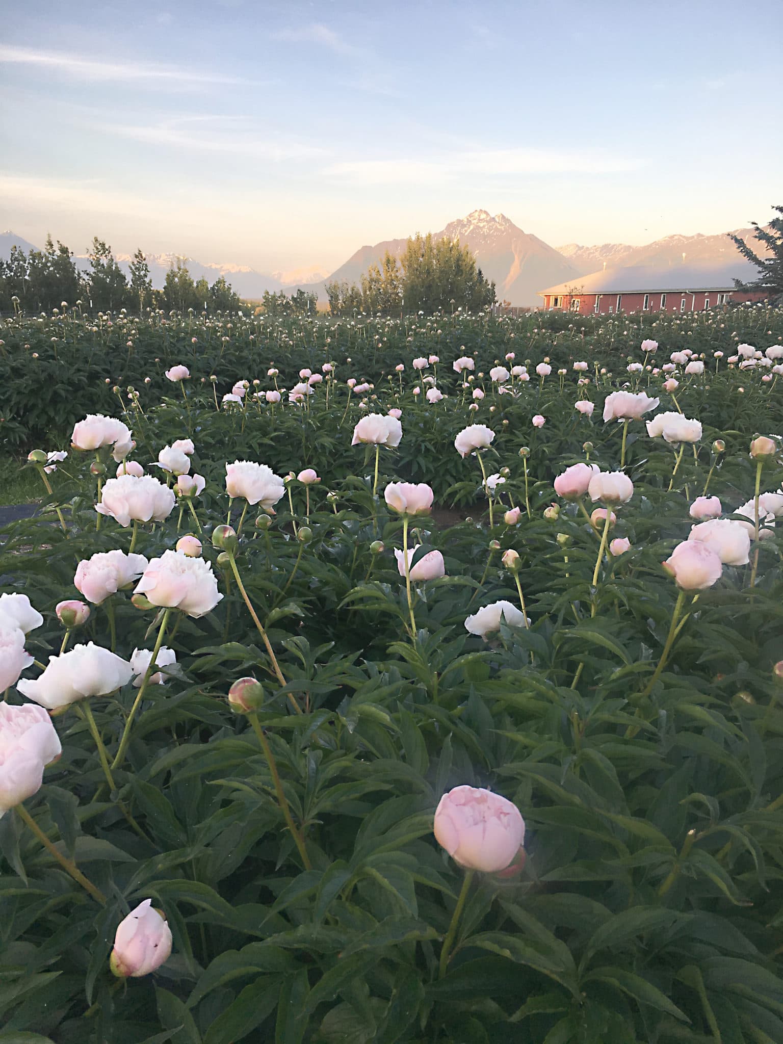 Peonies as field grown cut flowers in Alaska – The Peony Society