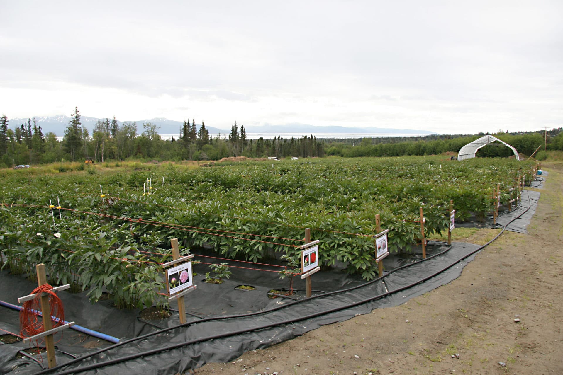 Peonies as field grown cut flowers in Alaska – The Peony Society