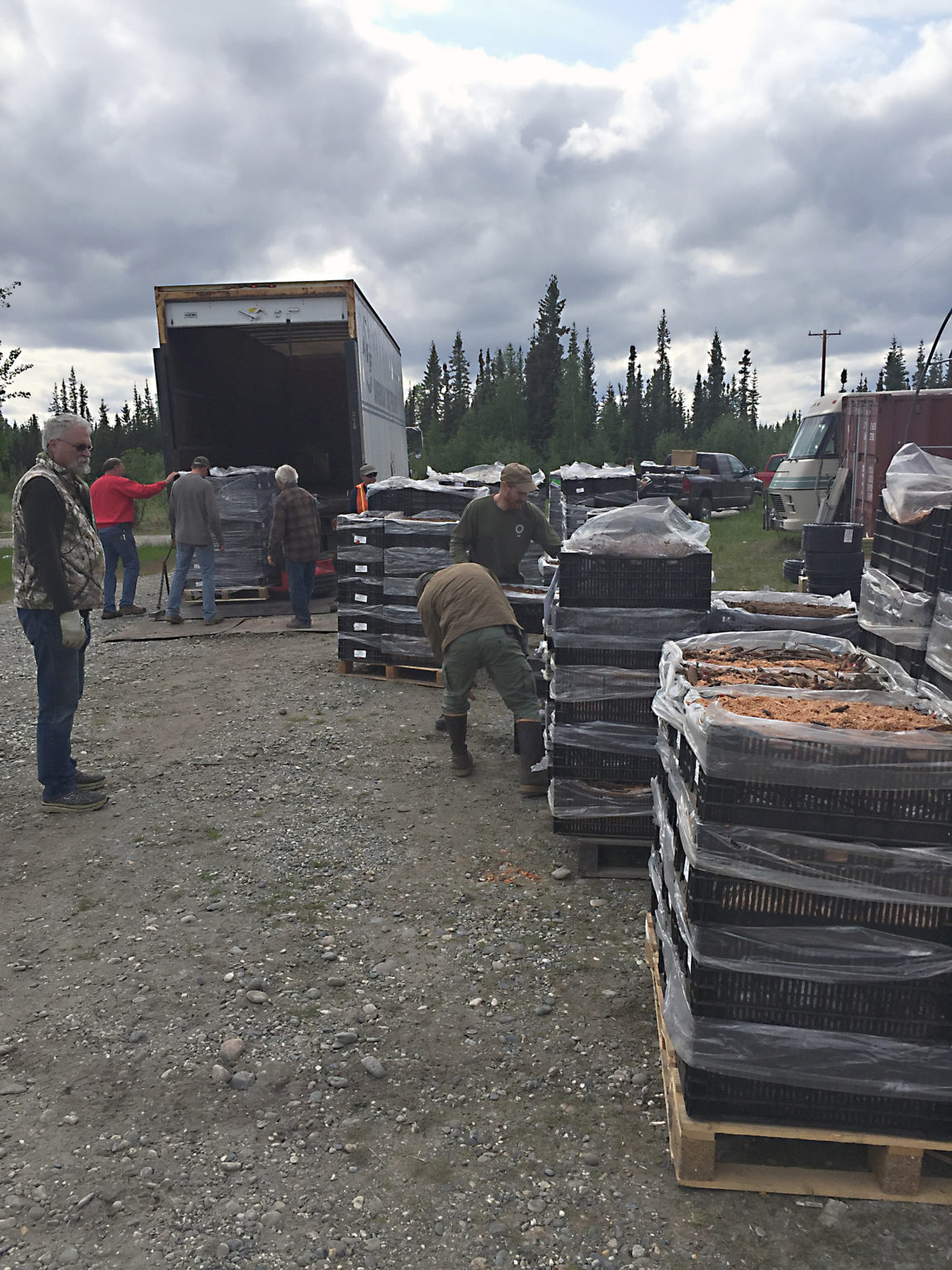 Peonies as field grown cut flowers in Alaska – The Peony Society